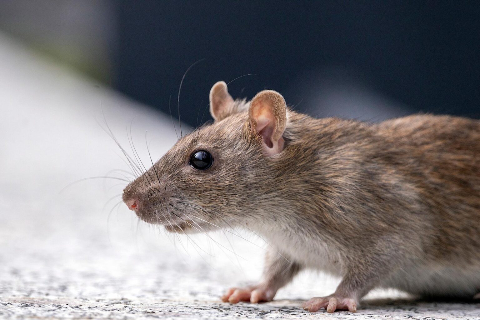 Recognising The Warning Signs Of A Rat Infestation